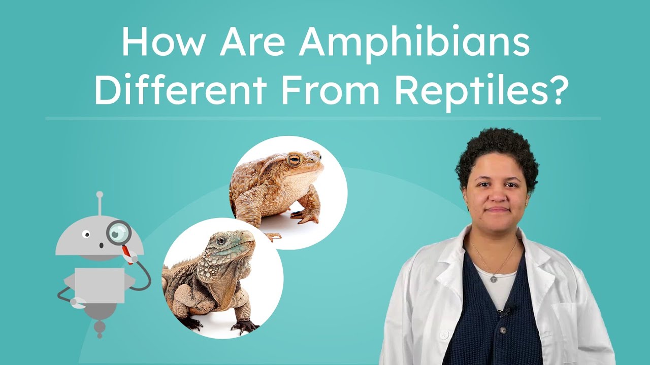 How Are Amphibians Different From Reptiles? - Amphibians for Kids - YouTube