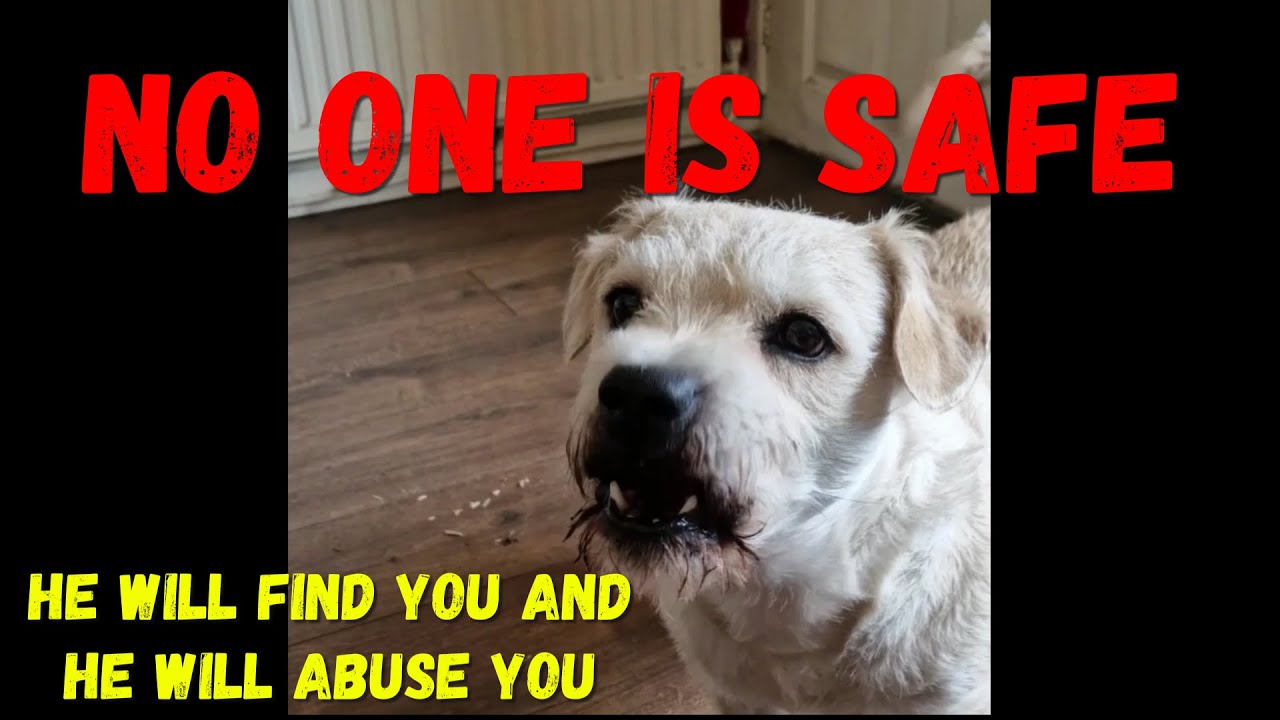 Deefa Compilation The Dog with Attitude Strikes Again! - YouTube