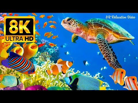 sea animals videos l fish,octopus and beautiful nature of sea - YouTube