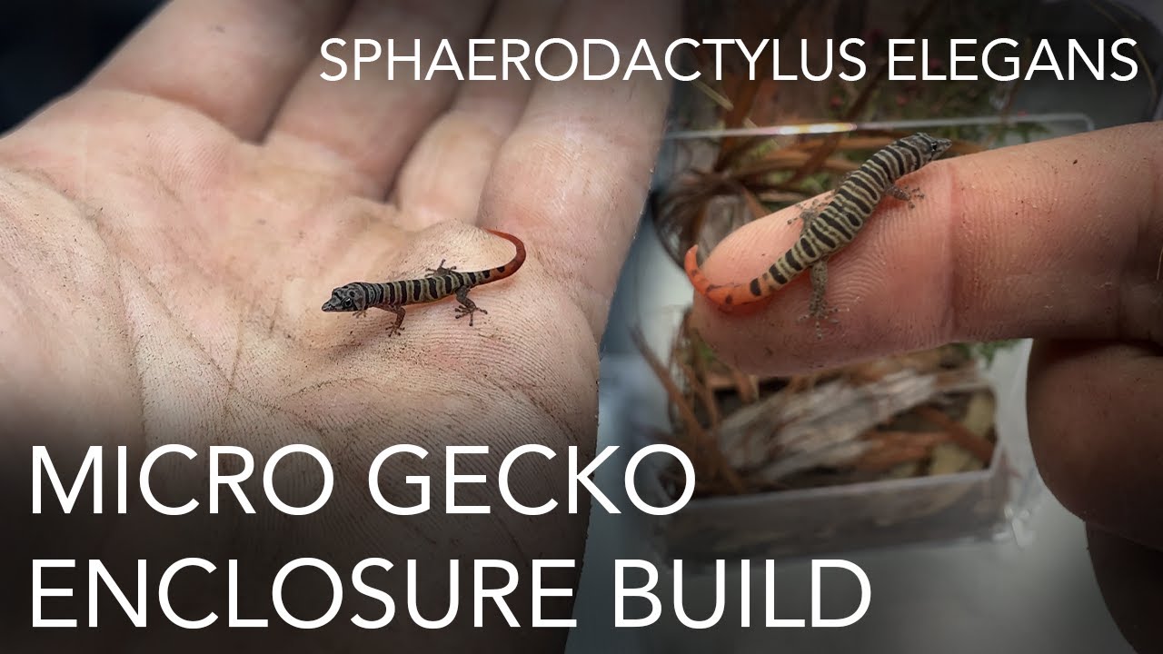 Sphaerodactylus elegans Enclosure Build - YouTube