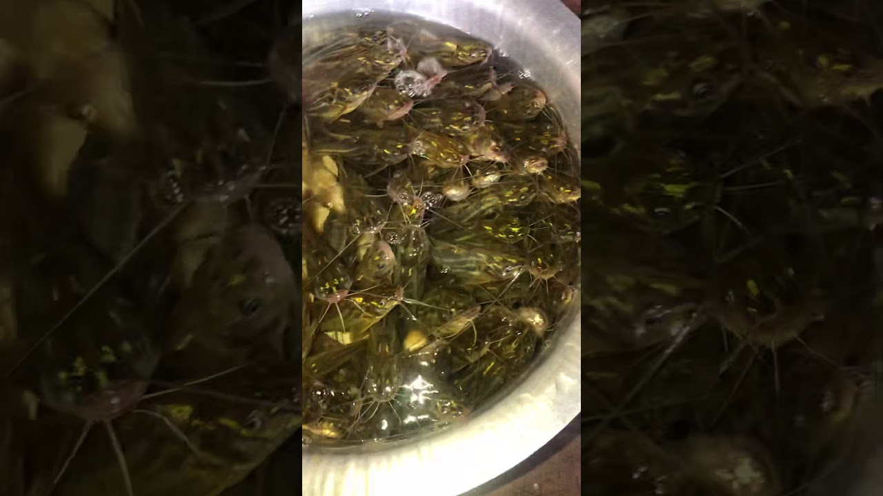 Tengra fish - YouTube