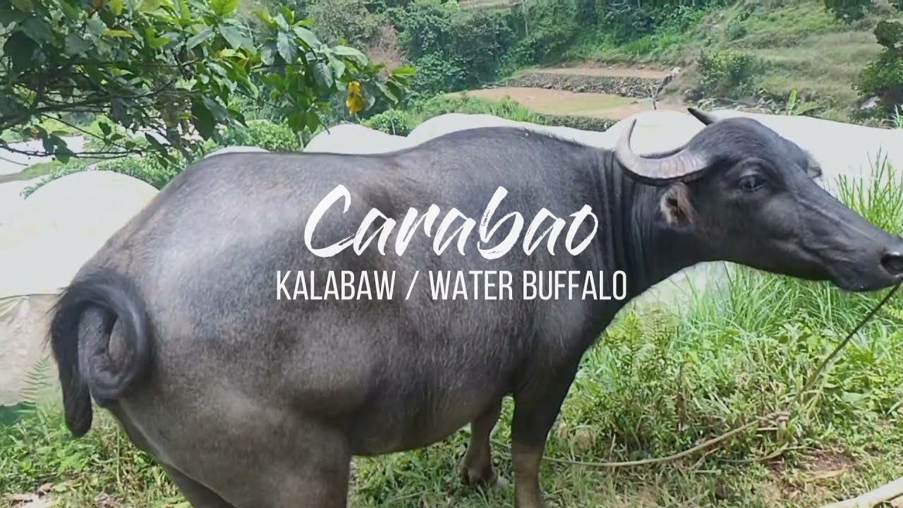 Our National Animal Carabao / Kalabaw / Water buffalo #Short - YouTube