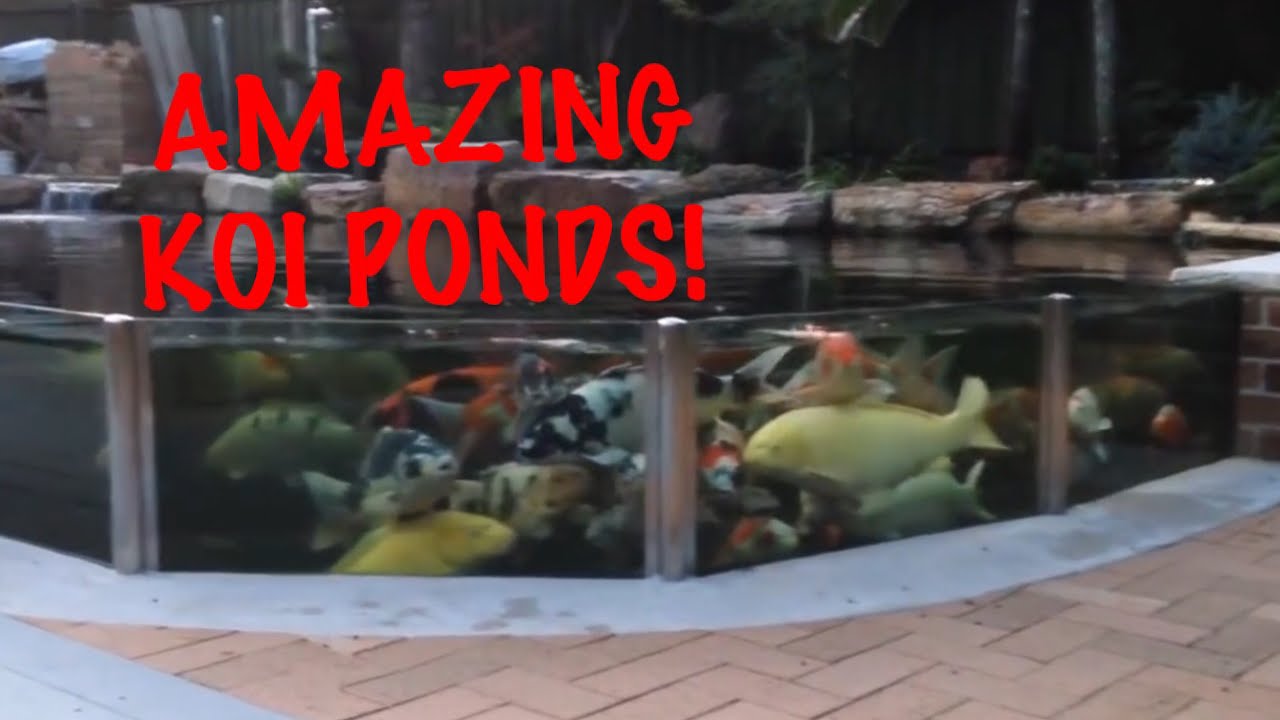 CHECK OUT THESE AMAZING KOI PONDS!!!!! - YouTube