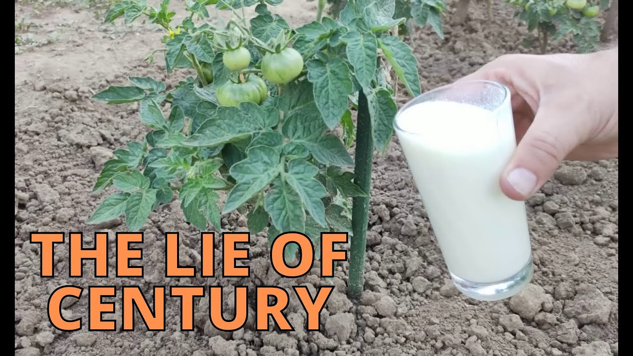 THE LIE OF CENTURY: MILK FERTILIZER #fertilizer #fertilizerforplants # ...