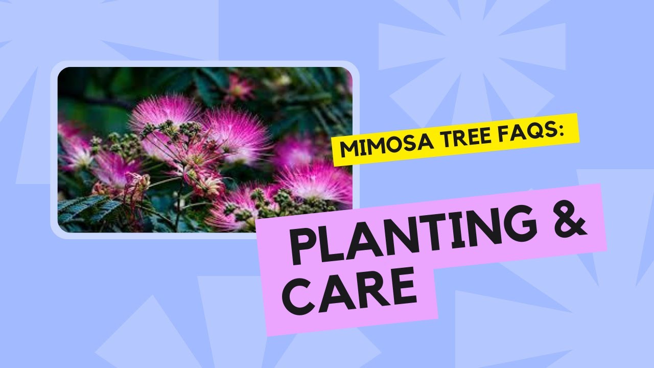 Mimosa Tree FAQs Planting & Care - YouTube