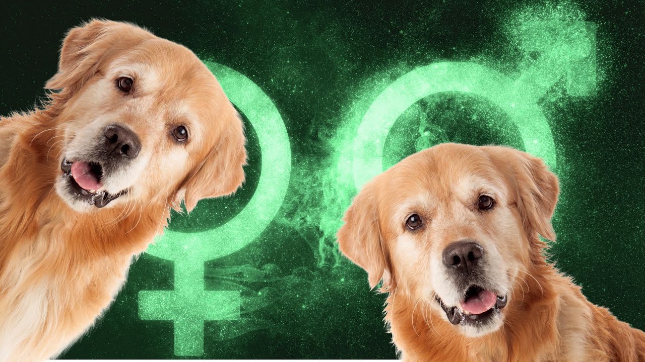 Son Mejores Los Golden Retriever Machos O Hembras