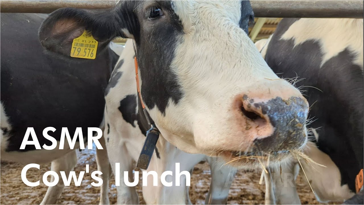 #ASMR Cow's Lunch - YouTube