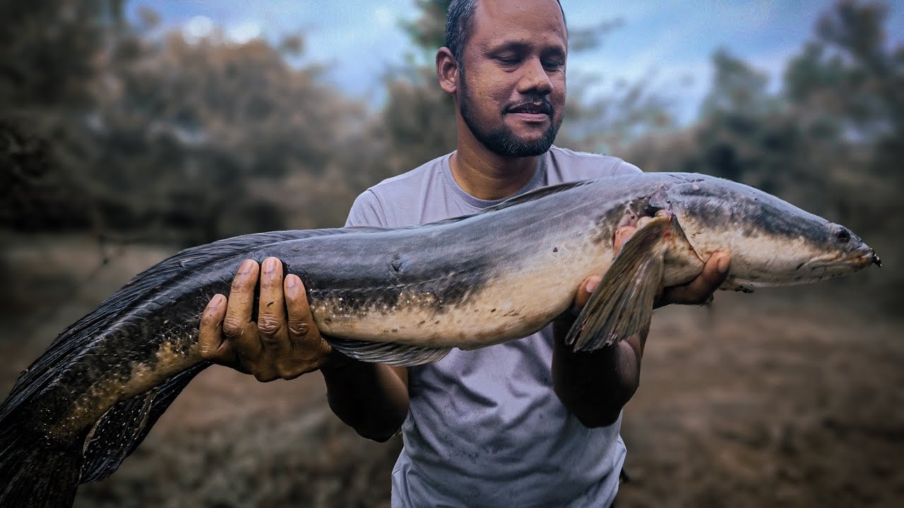 Snakehead (Maral)| Fishing at RAMA Dam | - YouTube