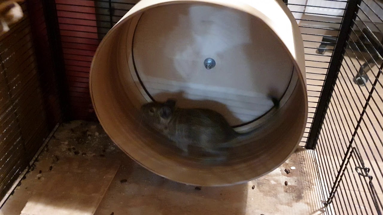 Degu fast running in a wheel - YouTube