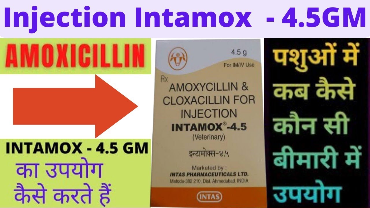 Injection Intamox || Intamox injection use in hindi - YouTube