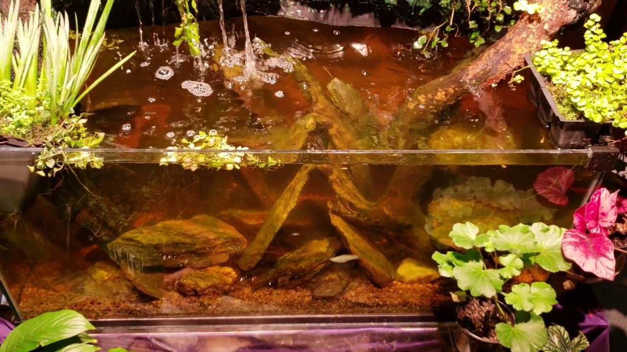 Mottled Sculpin In My "Waterfall Tank" - YouTube