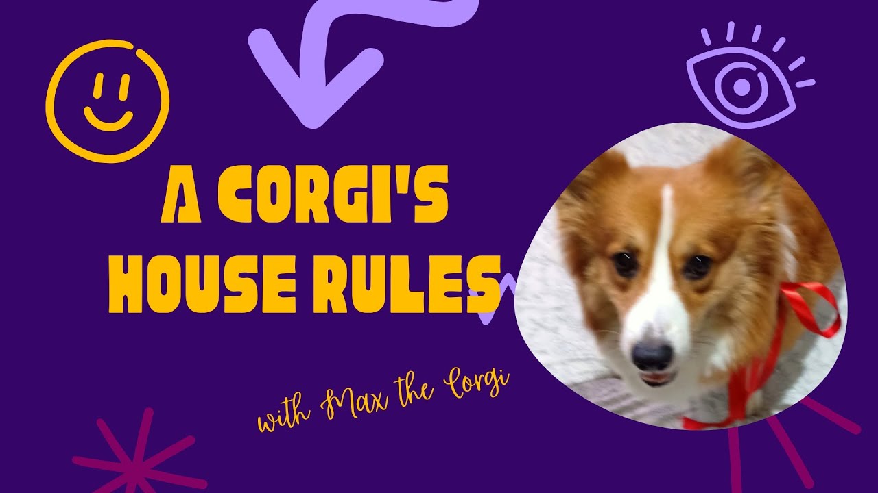 A CORGI'S HOUSE RULES | Max the Corgi - YouTube
