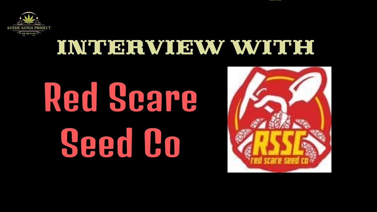 AGP: Interview with Red Scare Seed Co - YouTube