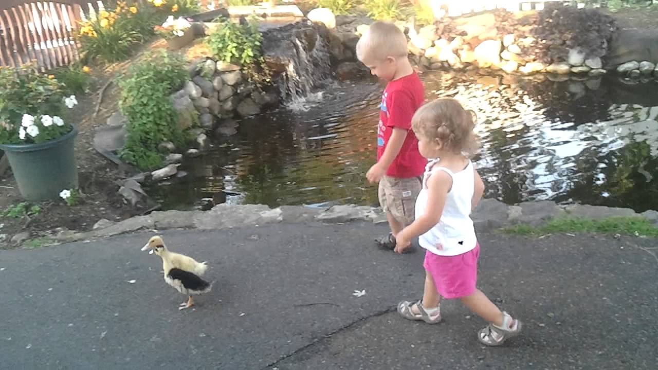 Chasing ducks - YouTube