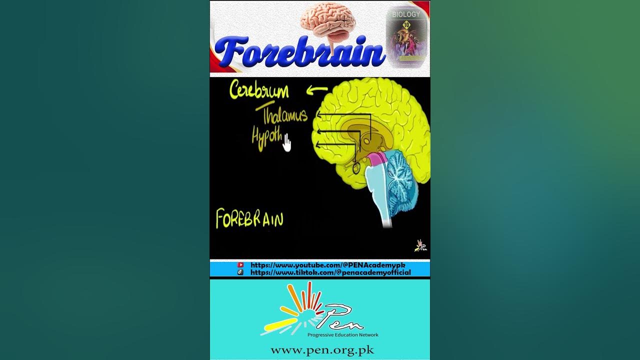 "Forebrain Explained: Key Functions & Role in the Human Body | 1-Minute Biology" - YouTube