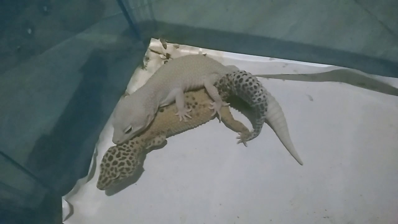 leopard gecko Breeding (mating stage) - YouTube