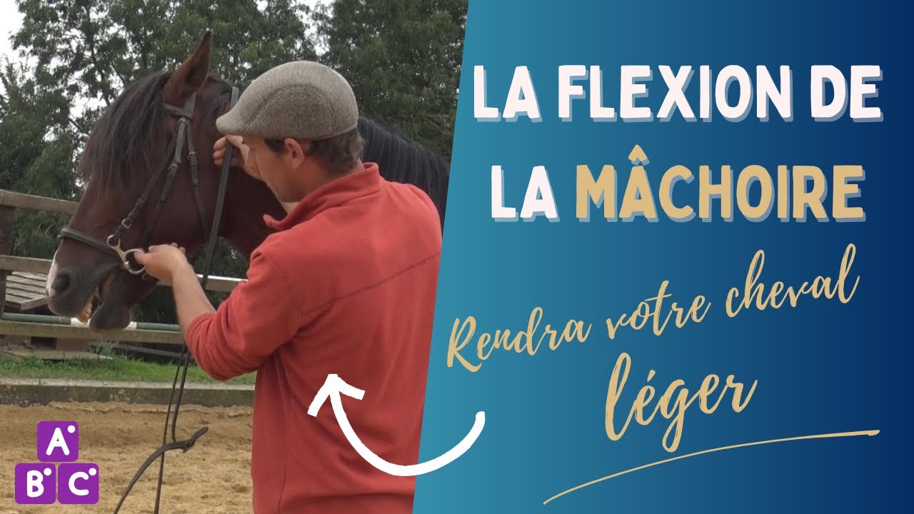 ⭐ Décontraction du cheval, la flexion de la mâchoire ⭐ - YouTube