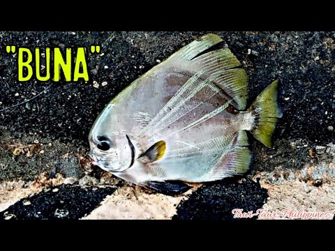 Huge "BUNA" fish Caught! Handline Fishing in Tawi-Tawi, Philippines ...