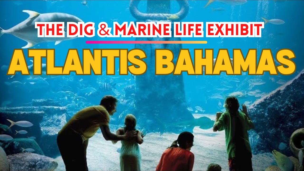 Inside The Atlantis Bahamas | The Dig & Marine Life Exhibit | Nassau ...