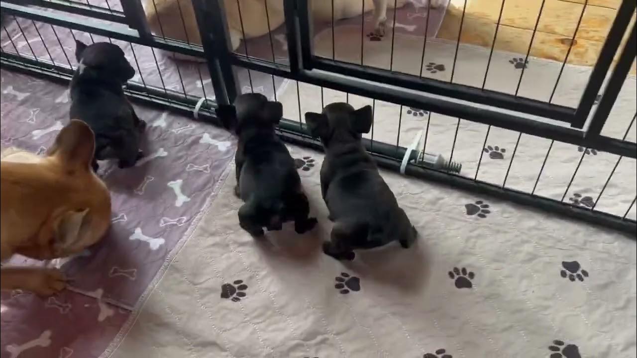 Kaigan Kennels Movie Monday 3-13-2023 Jiff - YouTube