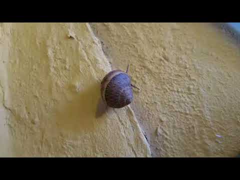 Snail climbing up the wall - YouTube
