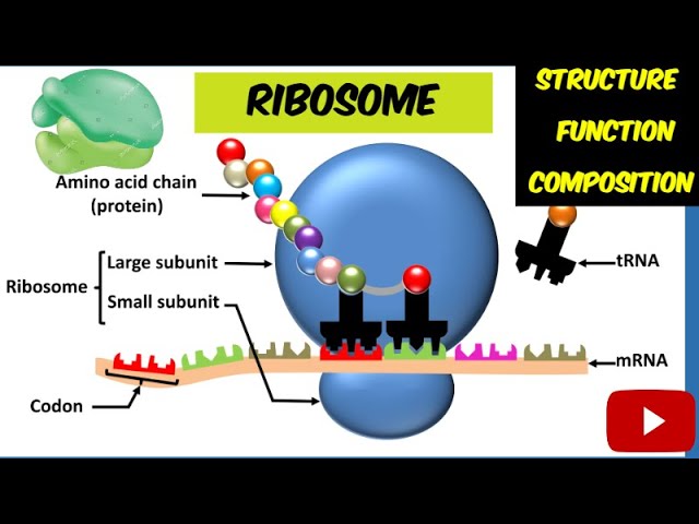 Labeled Ribosome Structure