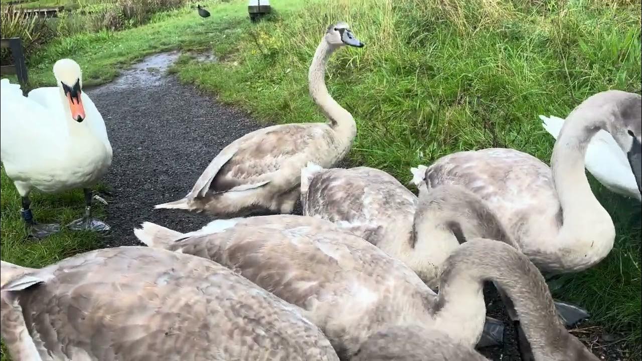 Feeding Time for Swans & Cygnets on 28/9/24 - YouTube