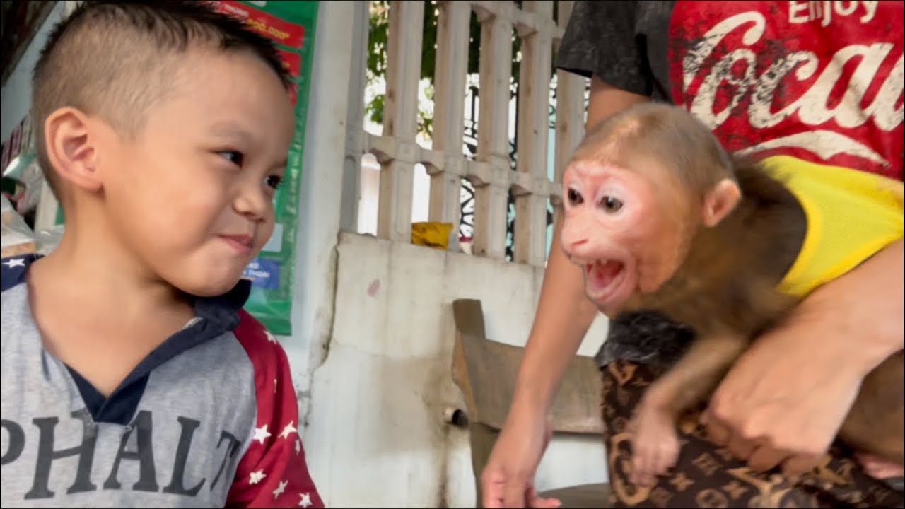 Monkey Bon Bon| Bon bon monkey teases baby to go to the supermarket to ...