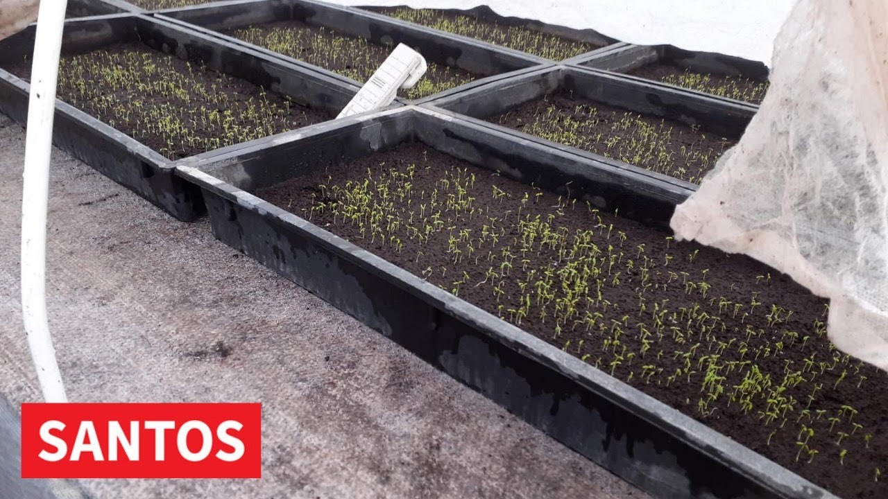 KAKO SE PROIZVODI KVALITETAN RASAD? - YouTube