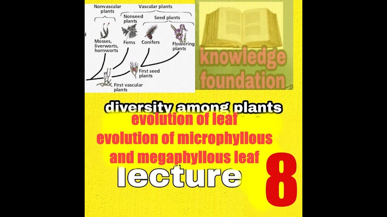 evolution of leaf|evolution of microphyllous leaf|evolution of ...