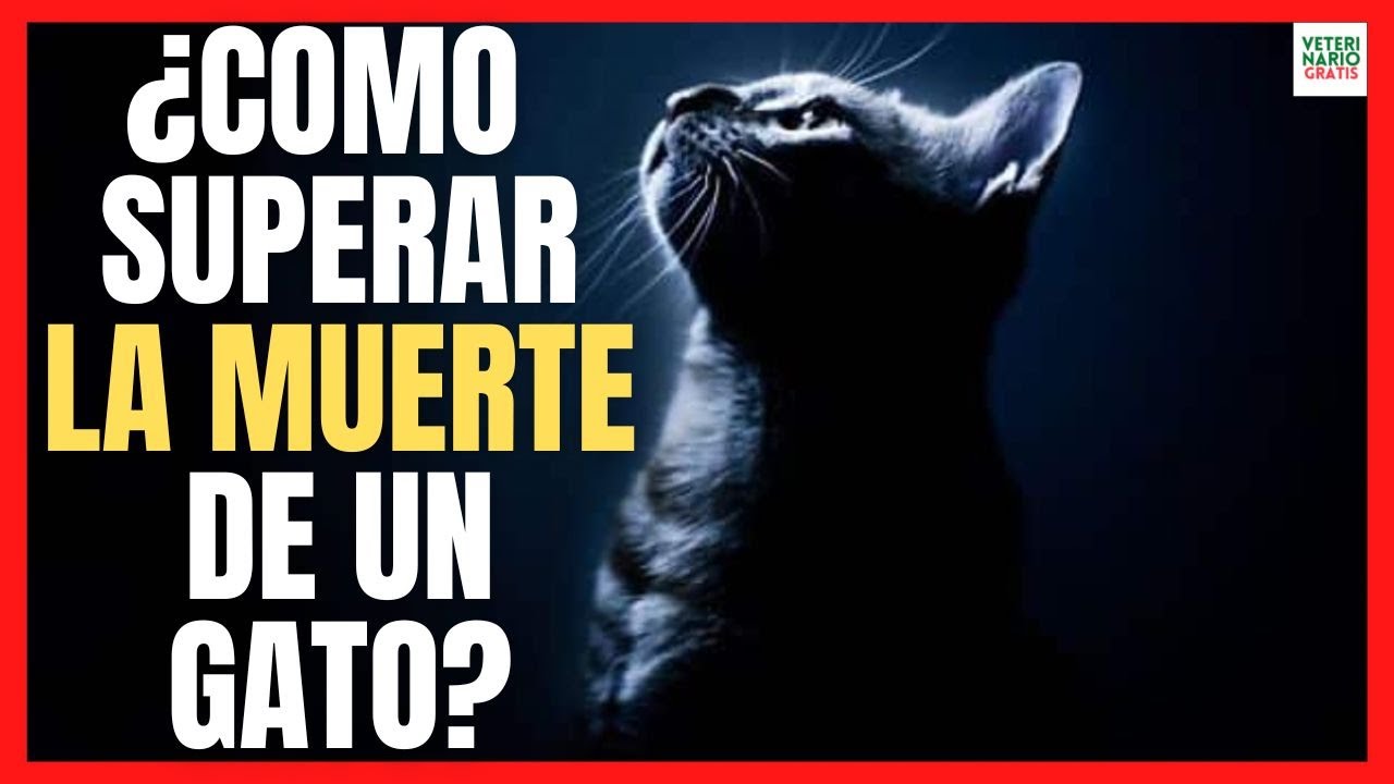 💔 ¿CÓMO SUPERAR LA MUERTE DE UN GATO? 💔 - YouTube