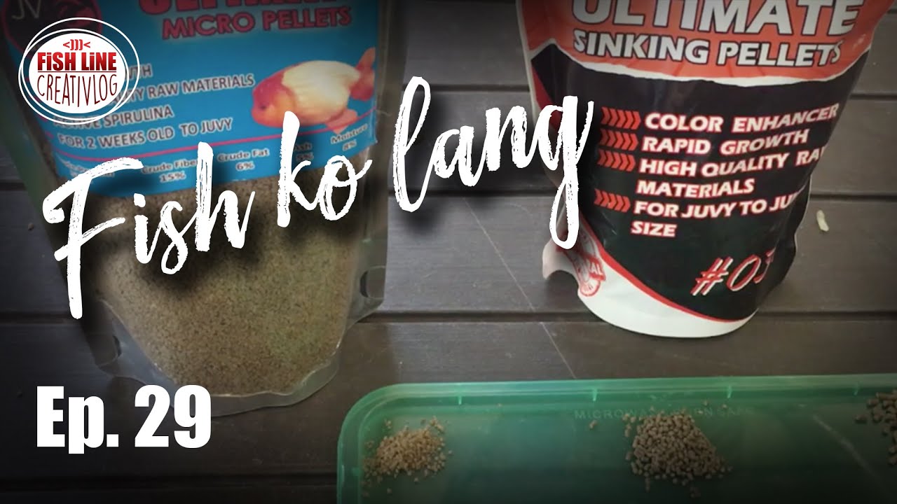 USP Ultimate Sinking Pellets size comparison and first time steam egg ...