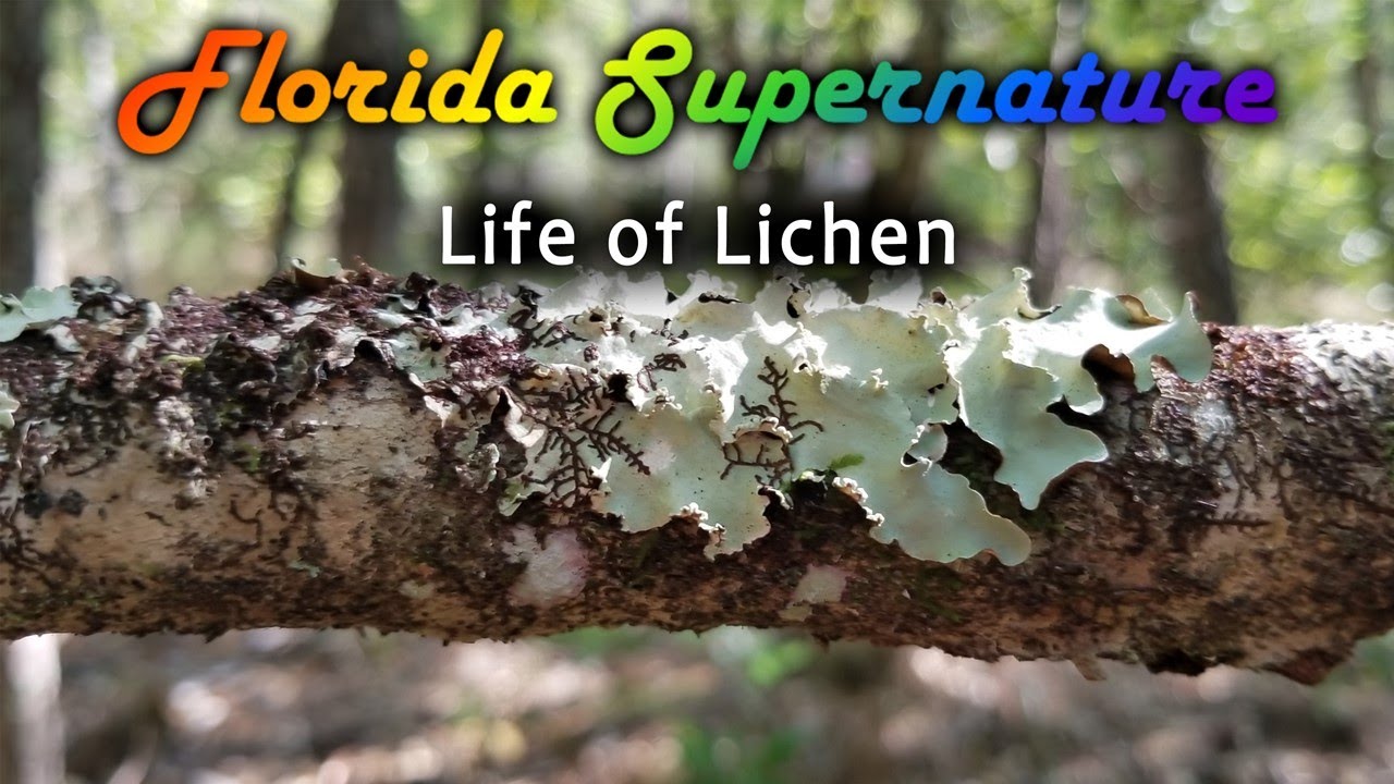 Life Of Lichen - YouTube