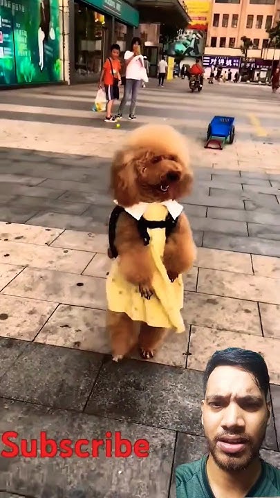 Cute dog walking on two leg 🤡 💗 #shorts - YouTube