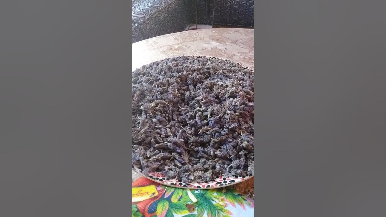 دخلو تشوفو معايا فوائد الخزامى الحلحالية منين جات ولاش كتصلاح تابعو معايا كيفاش غنحضر الوصفة