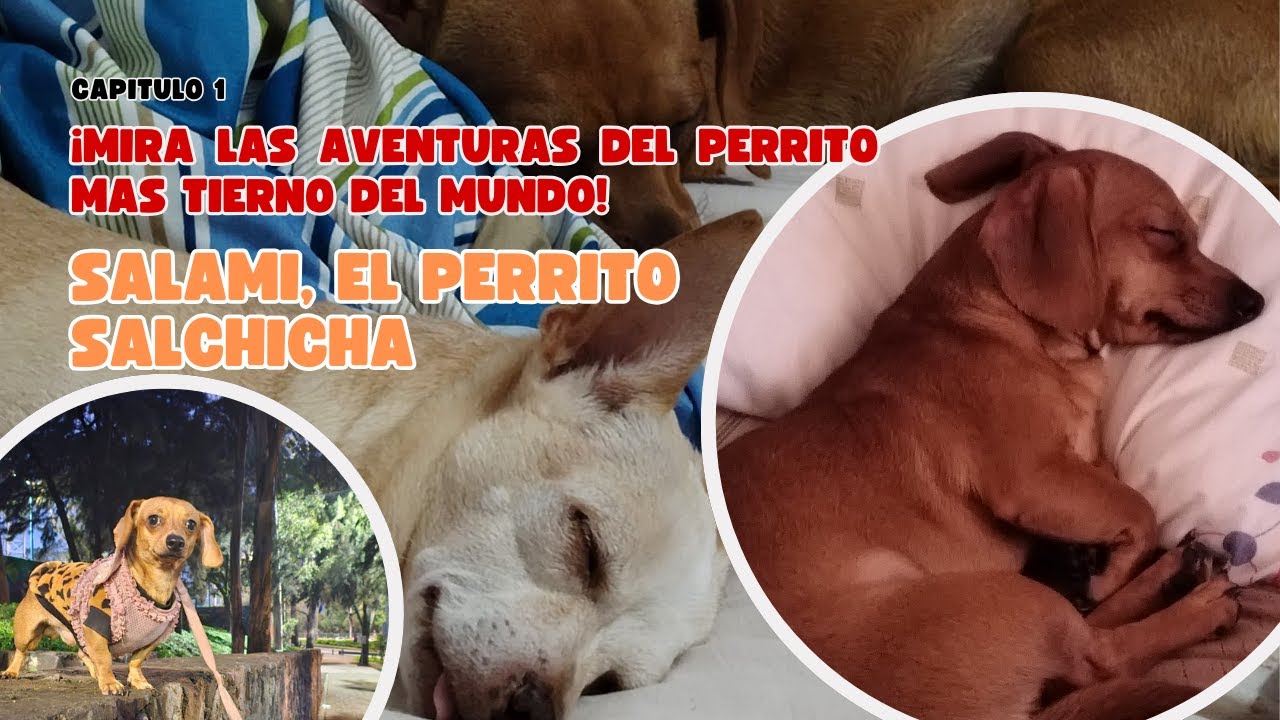 ¡MIRA AL PERRITO MAS TIERNO DEL MUNDO EN SUS INCREÍBLES AVENTURAS ...