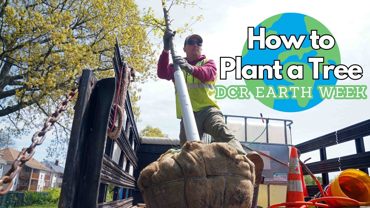 How to Plant a Tree (the right way!) | Earth Week 2024 - YouTube