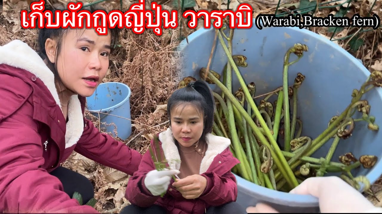 มาแล้วผักที่ชอบเก็บที่สุด#ผักกูดญี่ปุ่น วาราบิ (warabi Bracken Fern ...
