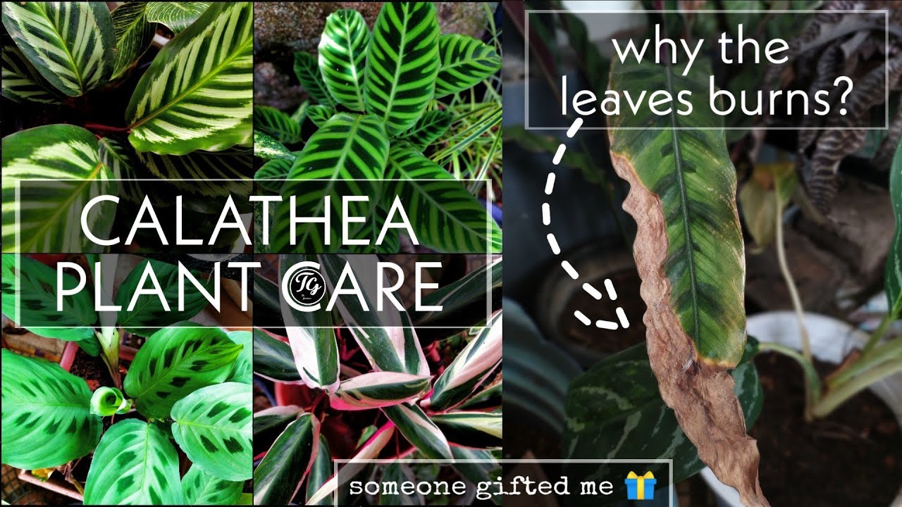 Calathea plant care tips | indoor plants | ഇലകൾ കരിഞ്ഞു പോകുന്നുണ്ടോ ...