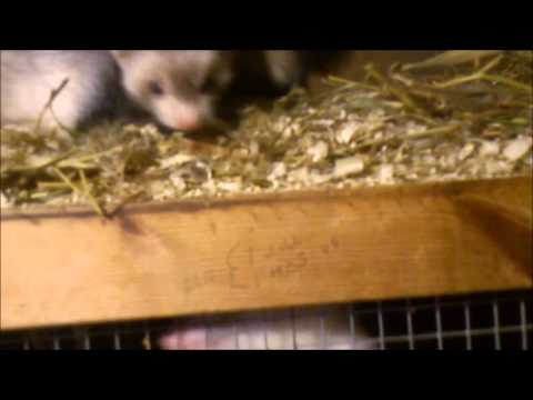 HALF MICRO FERRETS- STOAT SIZED 2013 - YouTube