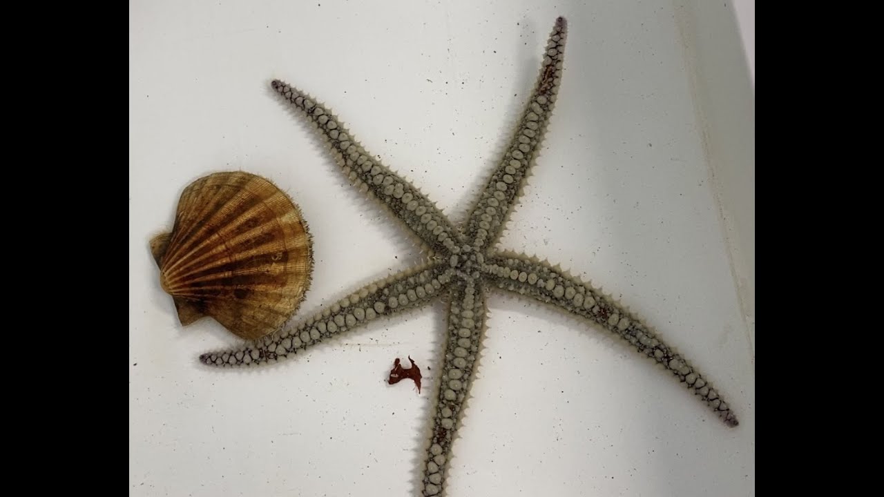 SCALLOP ESCAPES BEING EATEN BY STARFISH BY 'CLAPPING' - YouTube