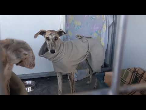 Stichting Hobodogs: Bella (3) - YouTube