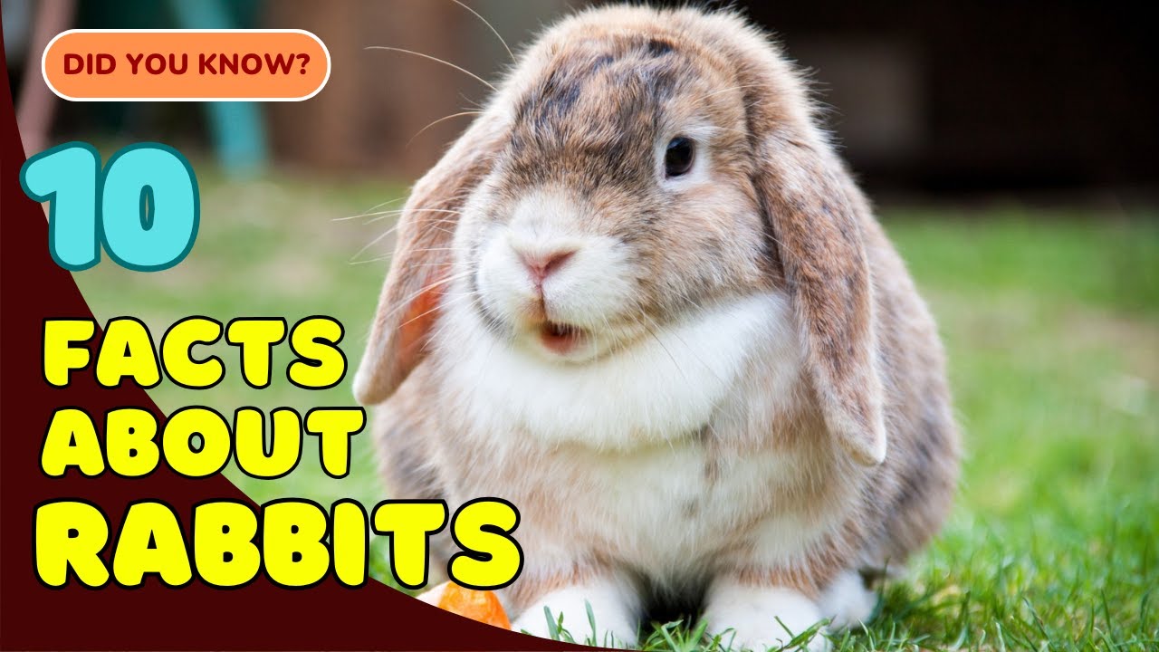 10 Adorable Facts About Rabbits You Didn’t Know! 🐇 - YouTube