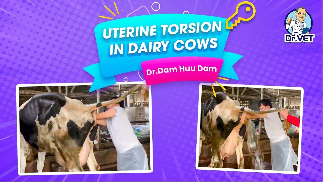 Uterine torsion in dairy cows | Dr.Vet - YouTube