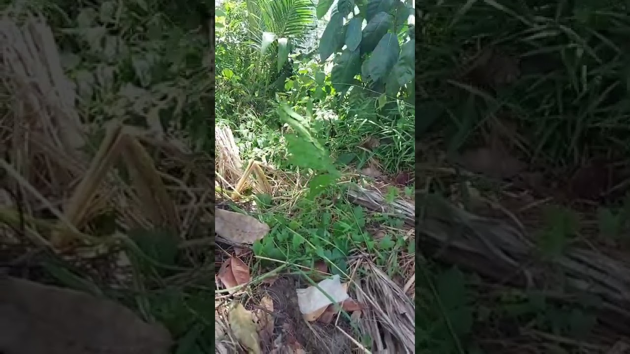 Dancing Leaf in the Bush #viral #short - YouTube