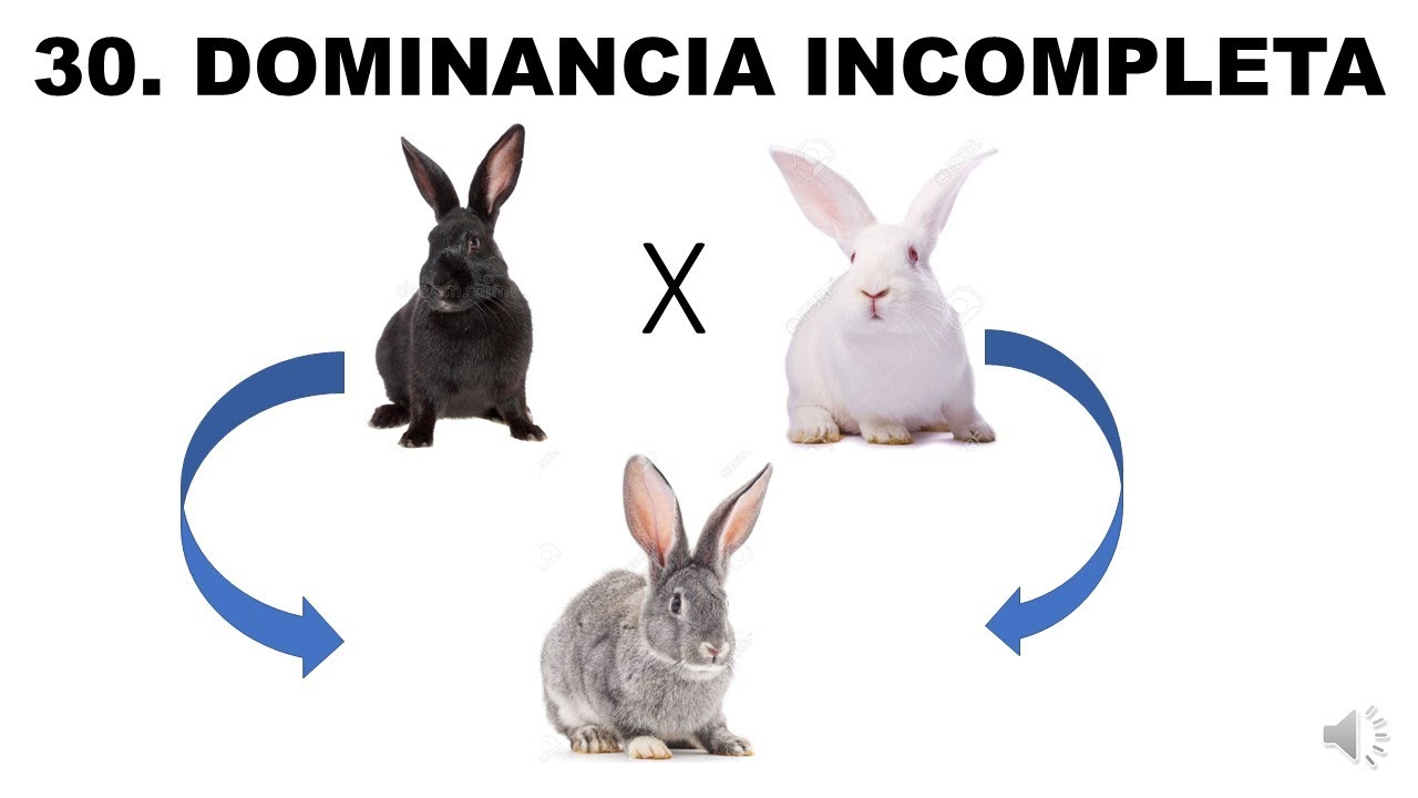 30 DOMINANCIA INCOMPLETA - YouTube