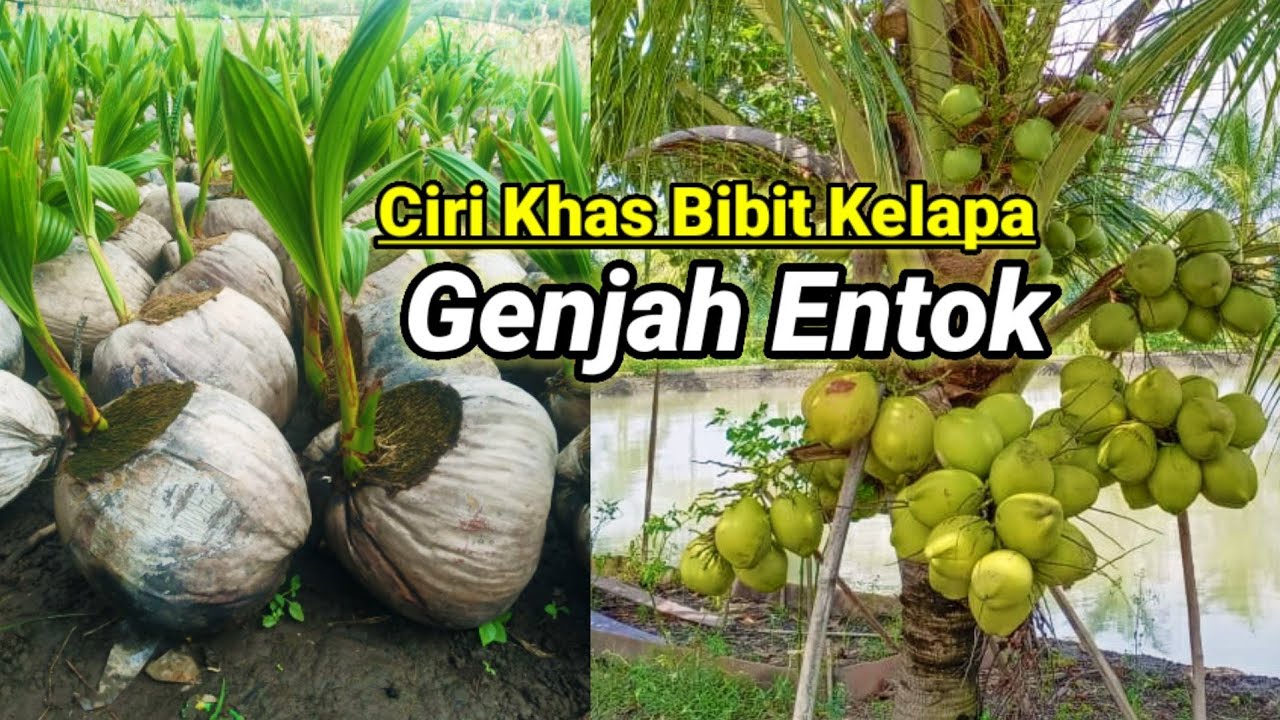Ciri Morfologi Bibit Kelapa Genjah Entok - YouTube