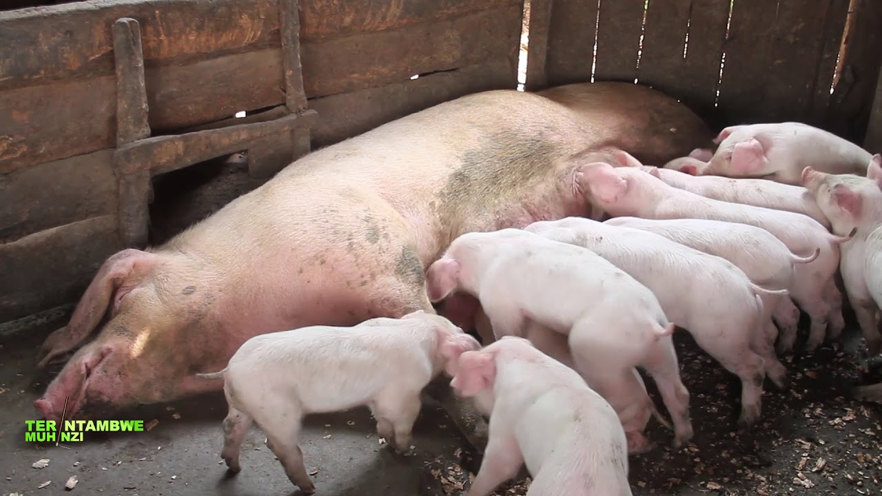 Tera Intambwe Muhinzi: Ubworozi bw'ingurube - YouTube