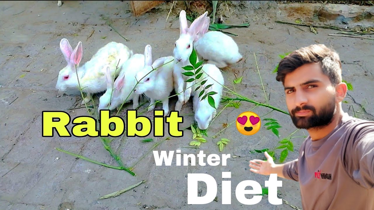 What food to feed rabbits in winter 😍 Making Winter Rabbit House - YouTube