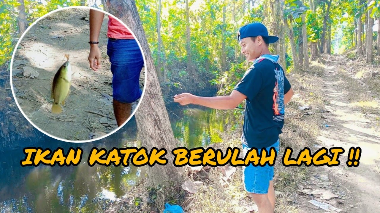 IKAN KATOK BERULAH LAGI‼️ - YouTube